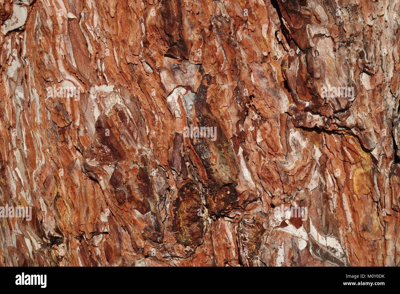 Pine bark texture Stock Photo - Alamy