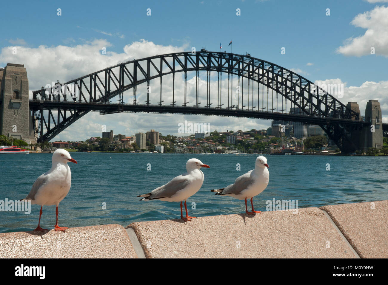 Three seagulls sunbathe on a wall in front of Sydney Harbour Bridge ...