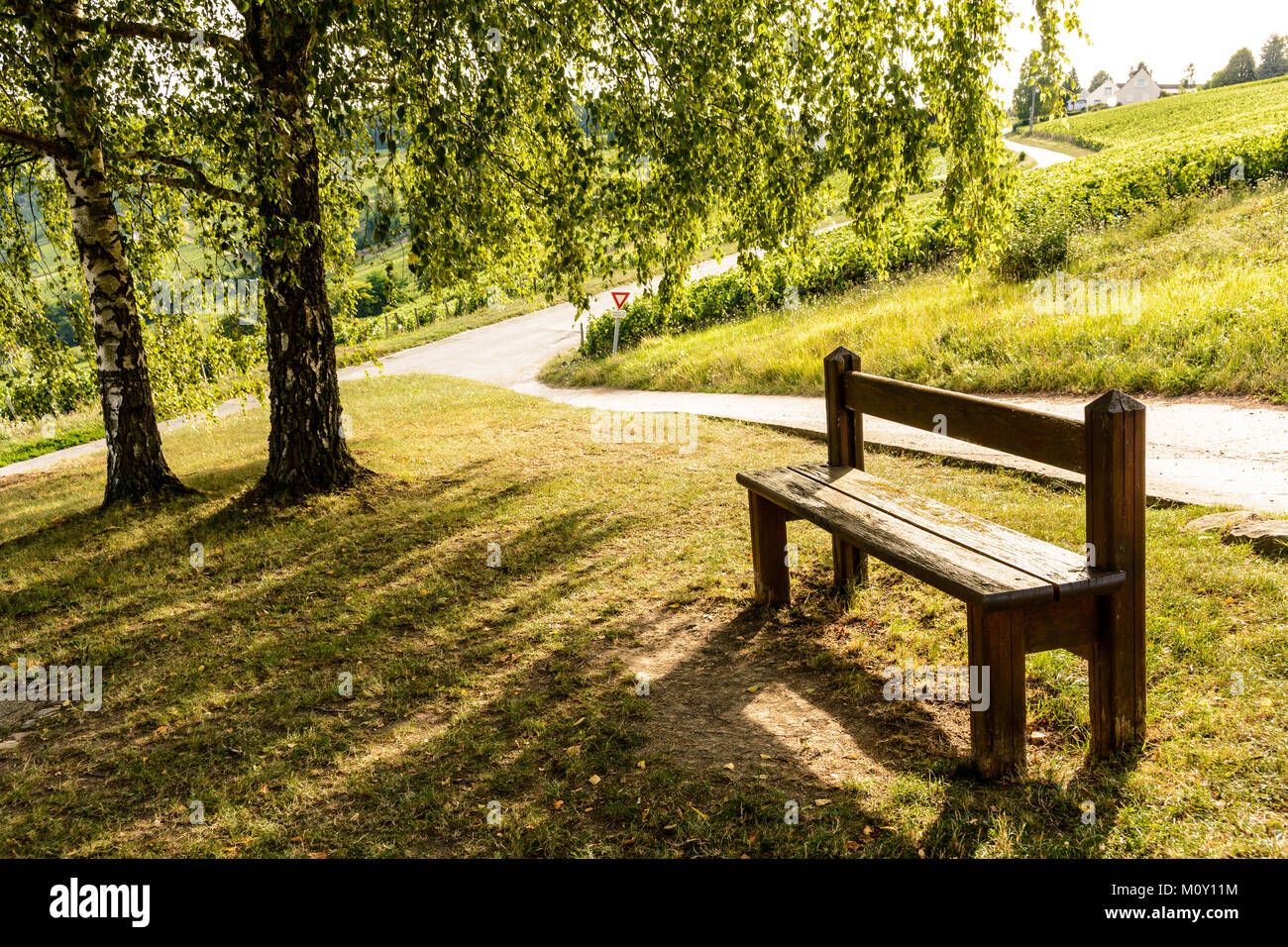 A wooden bench in the shade of a birch tree in the middle of a french ...
