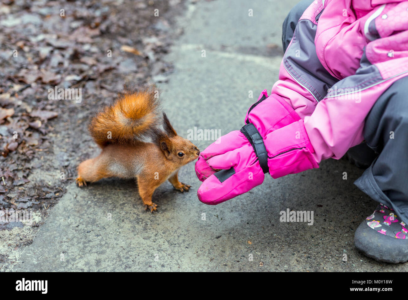 Little girl feeding squirrel with nuts in forest Stock Photo - Alamy