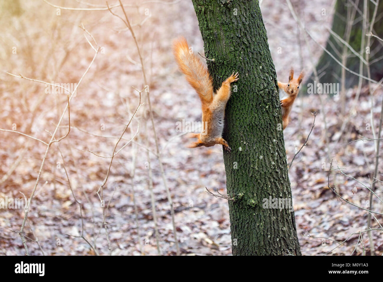 Two funny cute squirrels play in a forest Stock Photo - Alamy