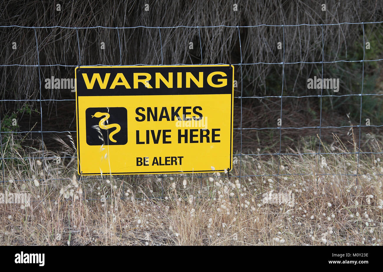 Australian snake hazard hi-res stock photography and images - Alamy