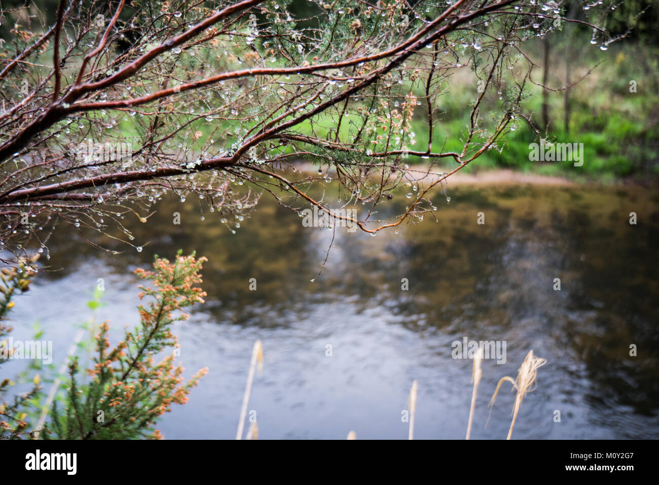 Calm river runs through the forest at Dickey Flat Campsite, Waikino ...