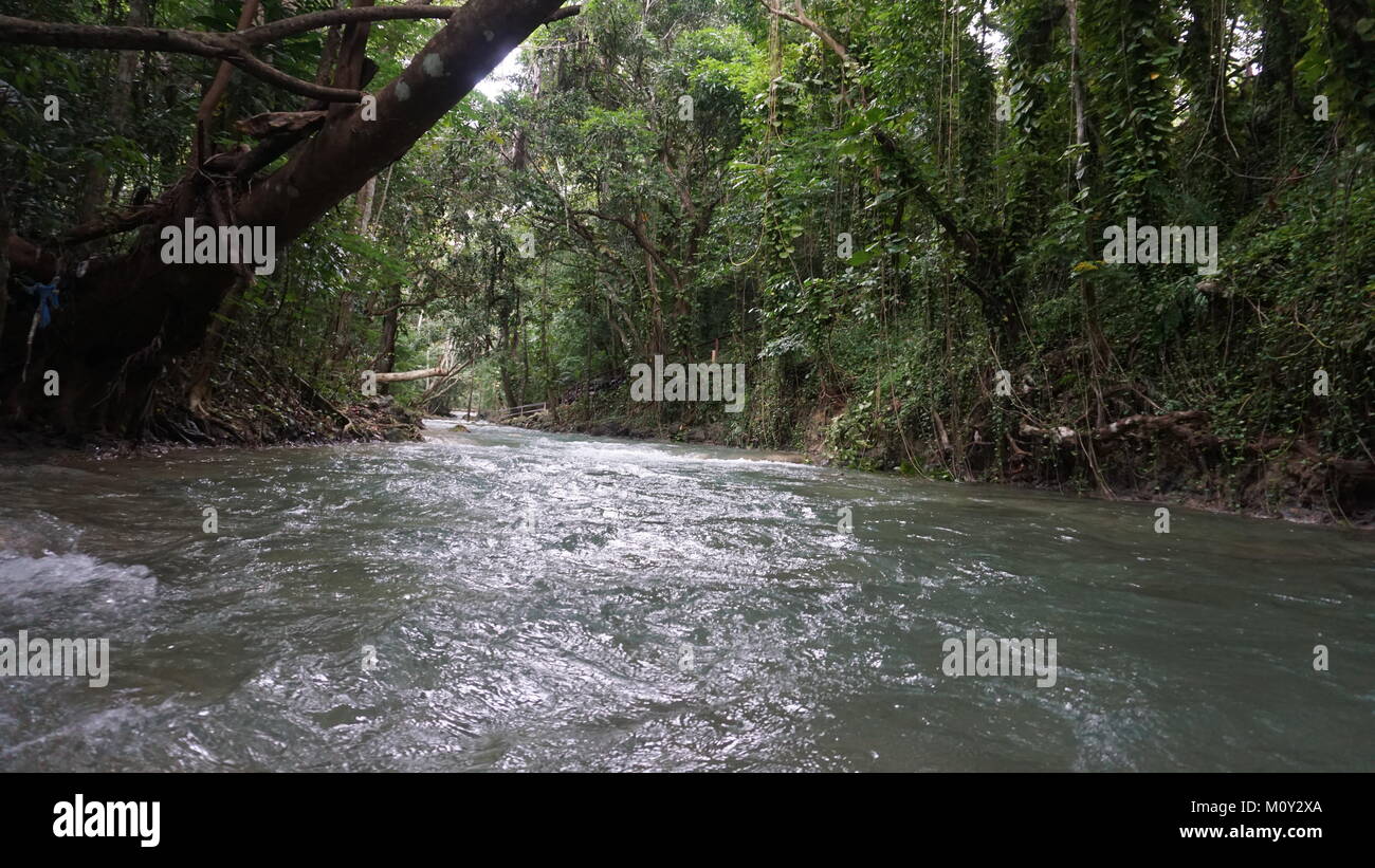 Jamaican wildlife hi-res stock photography and images - Alamy