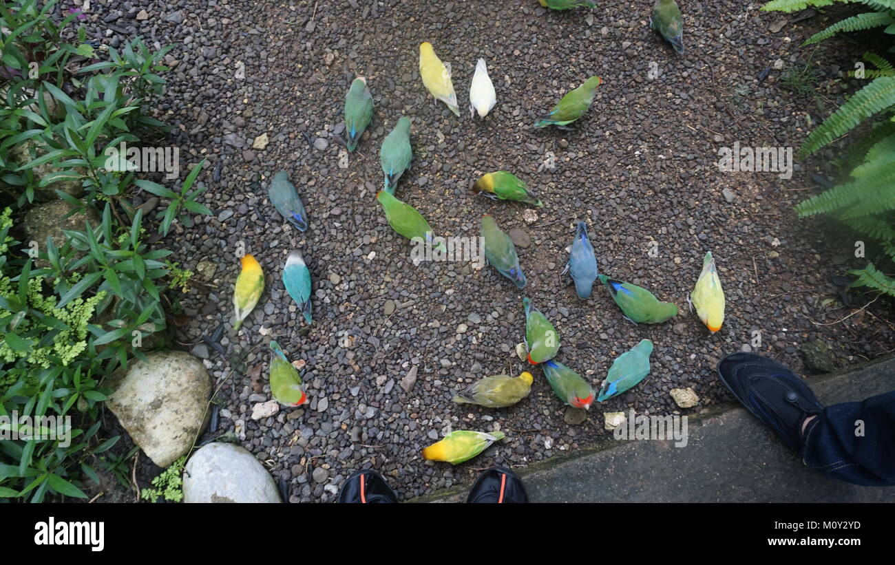 Group of Colorful Birds Stock Photo - Alamy