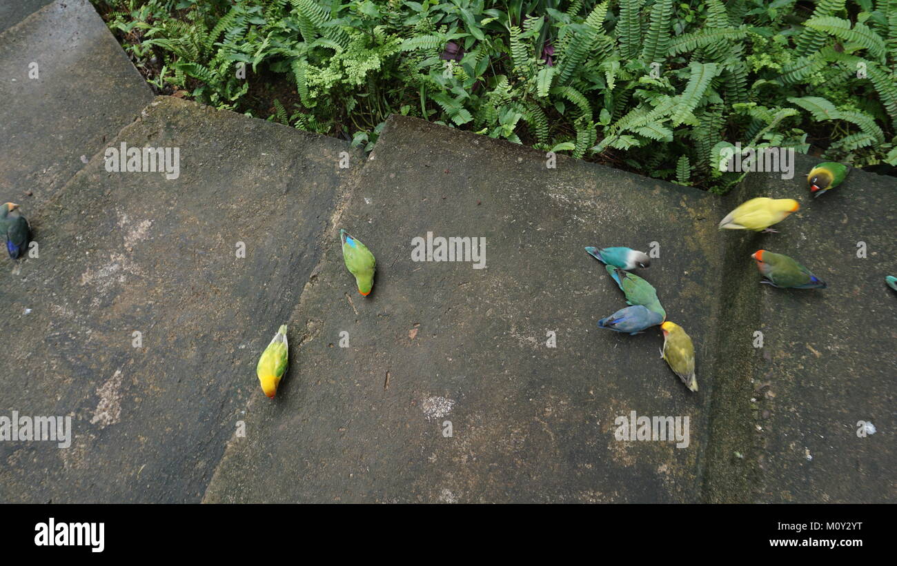 Stock photos birds hi-res stock photography and images - Alamy