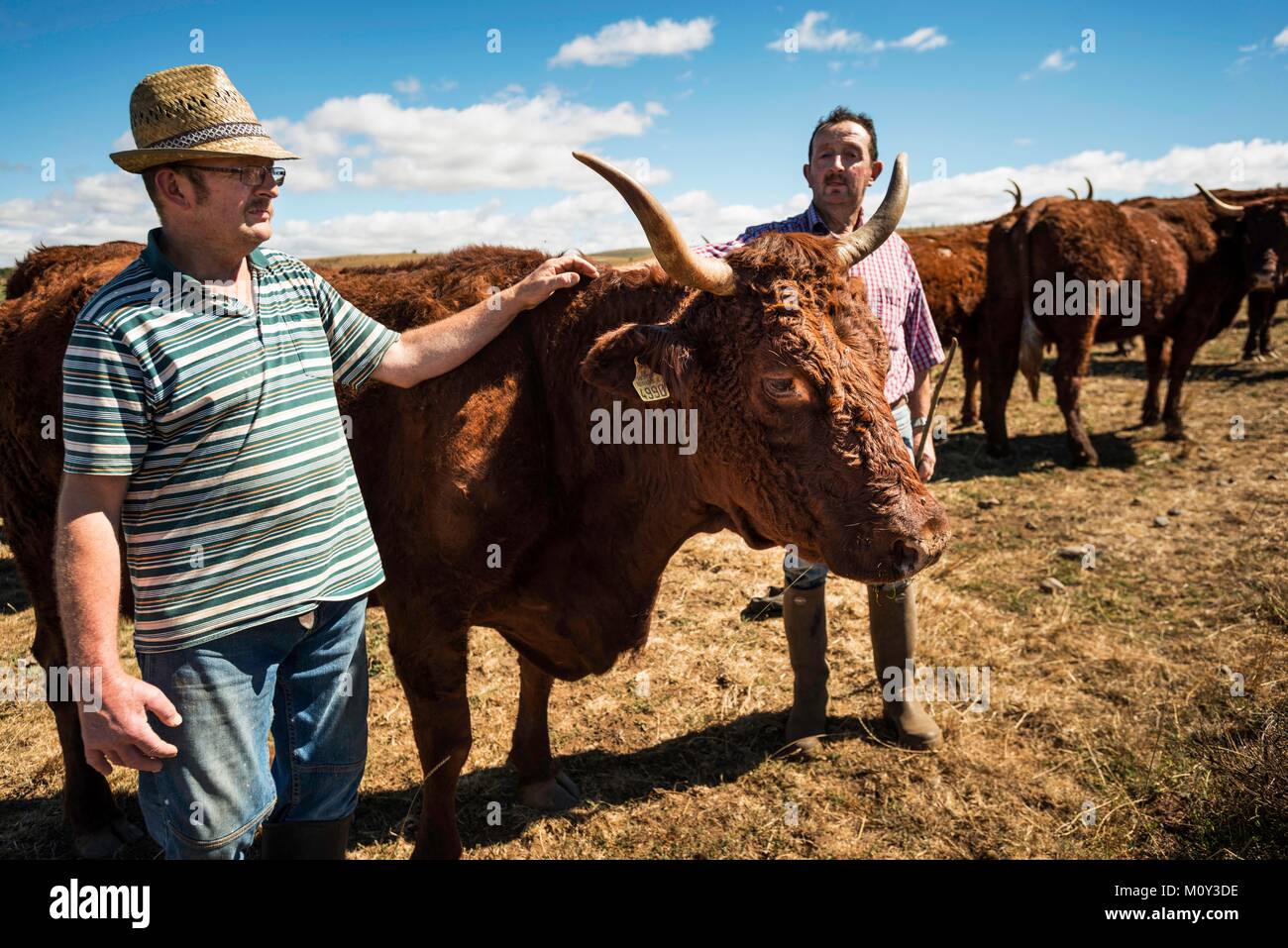 Man cow horn hi-res stock photography and images - Alamy