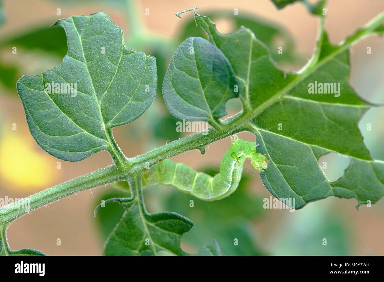 Tomato looper hi-res stock photography and images - Alamy
