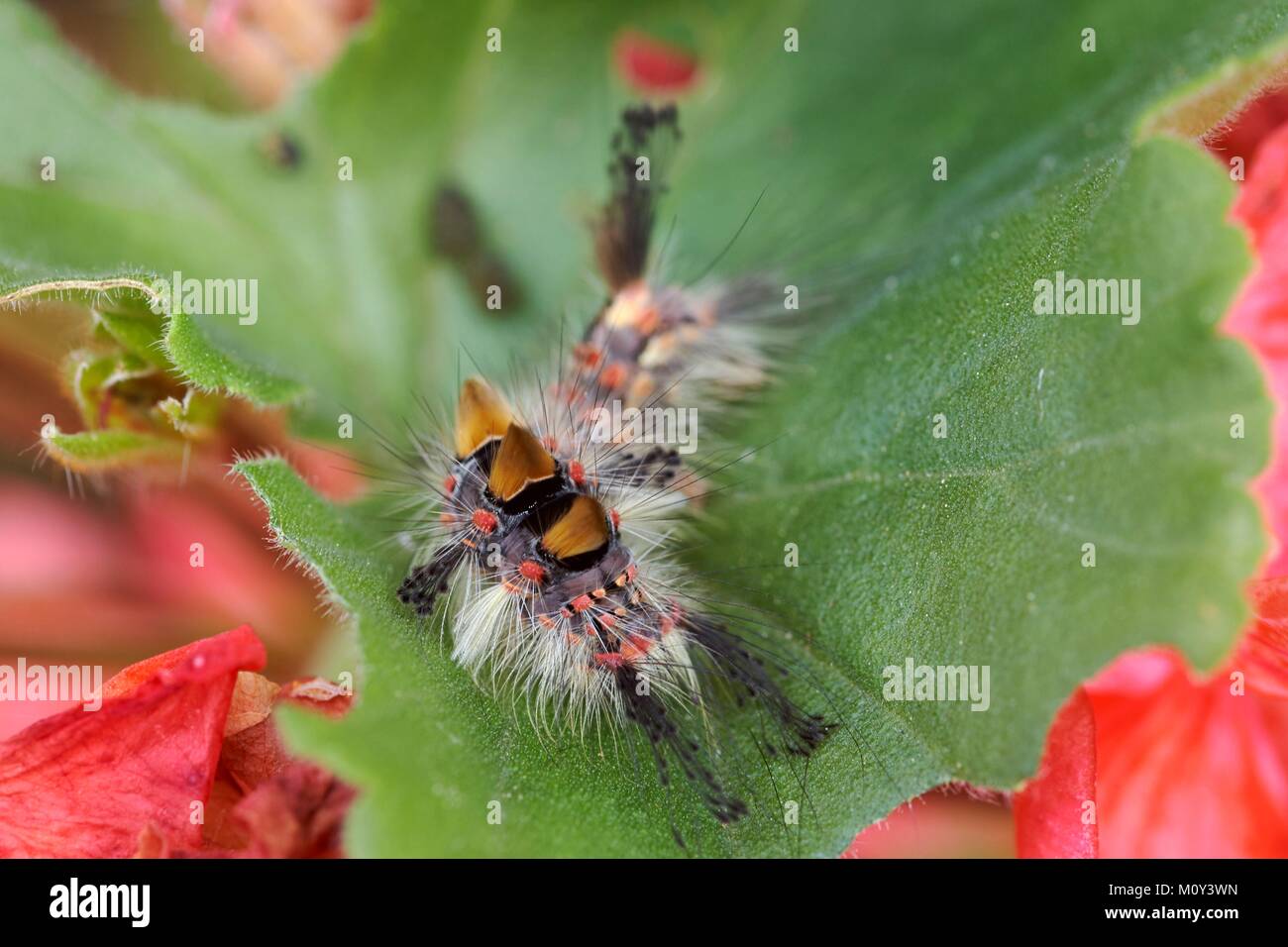 France, Morbihan, Vannes, Lepidoptera, Lymantriidae, Rusty tussock moth ...