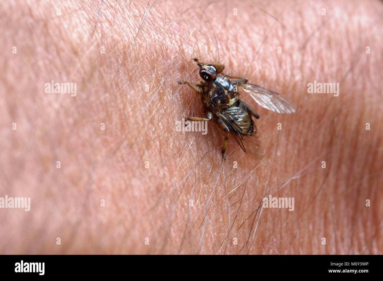 Hippobosca equina hi-res stock photography and images - Alamy