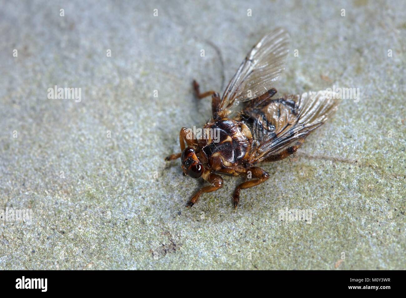 France, Pyrenees Atlantiques, Saint Jean de Luz, Forest fly (Hippobosca ...