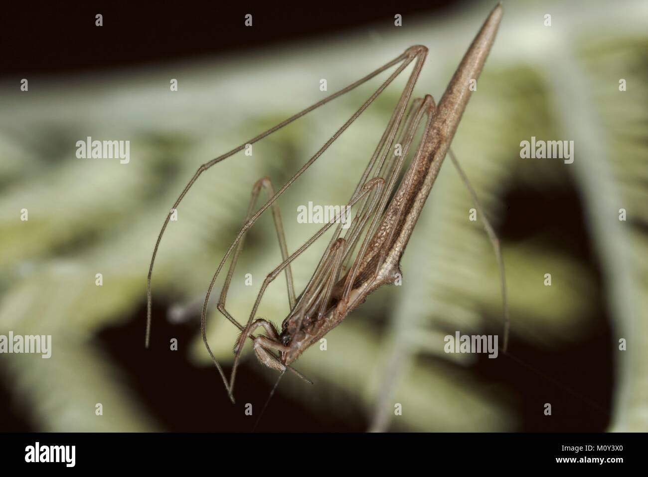 Rhomphaea hi-res stock photography and images - Alamy