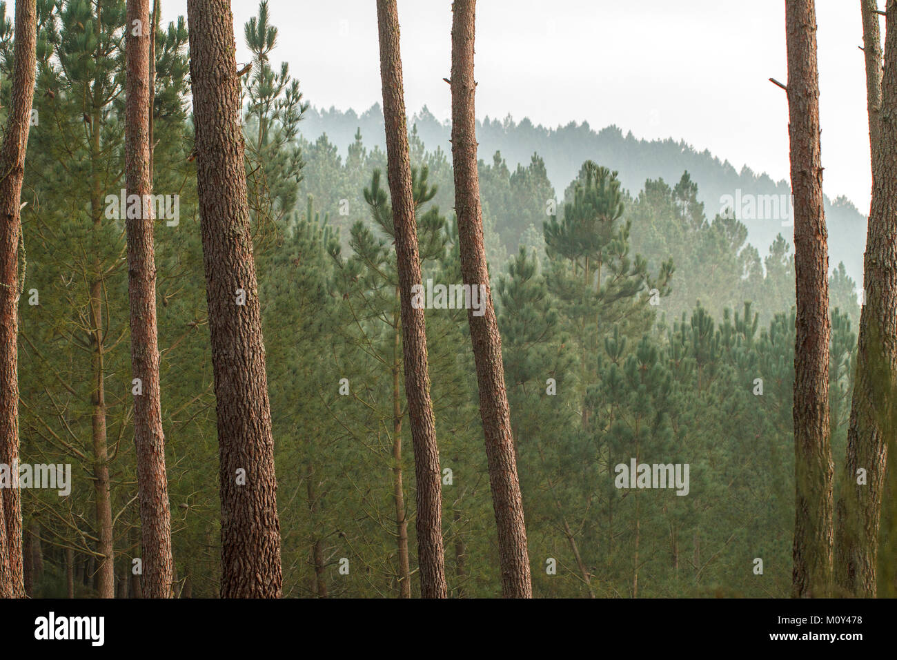 pine tree forest Stock Photo - Alamy