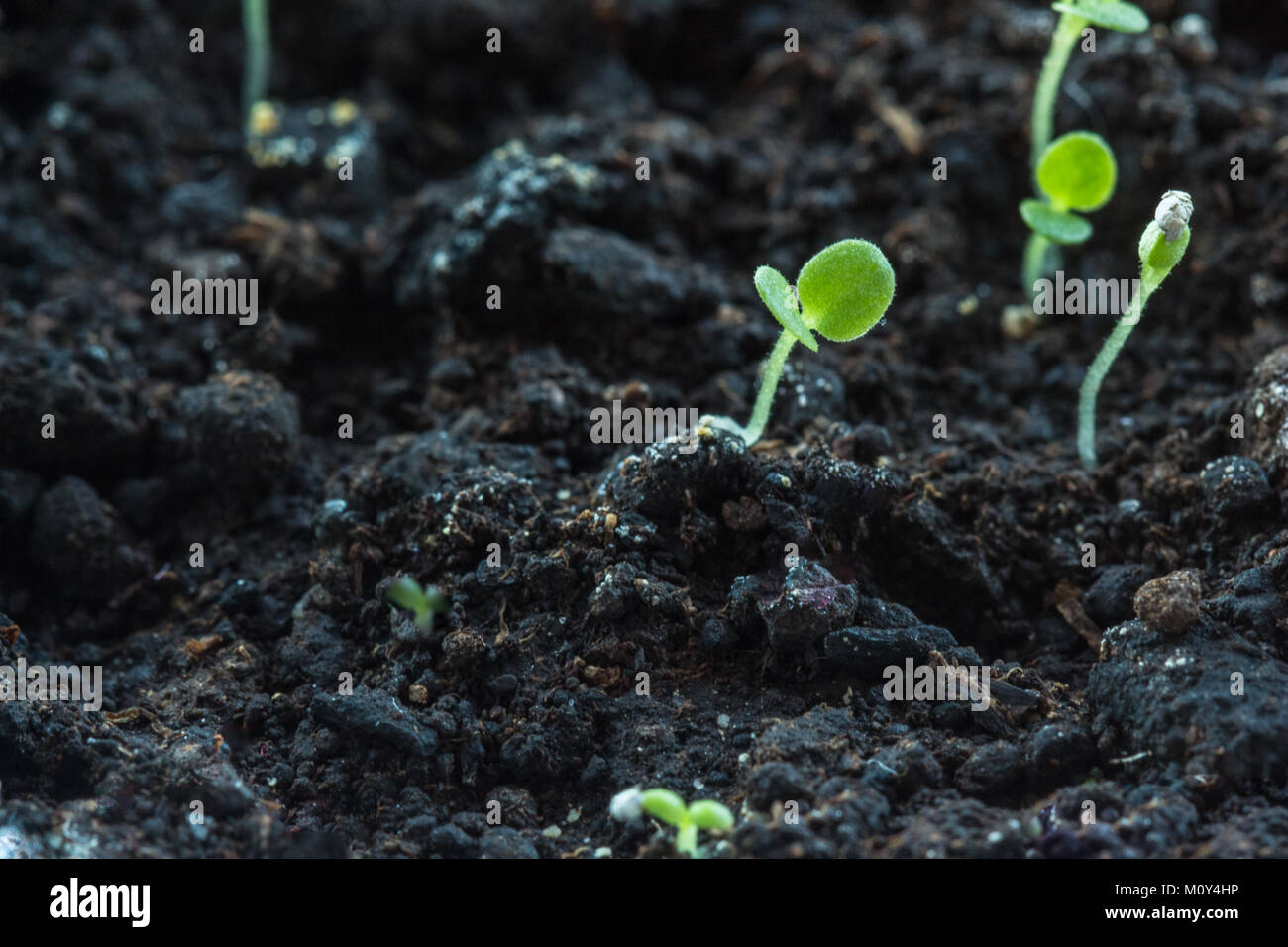 Small flower petunia sprout sprouted two leaves for seedlings in ...