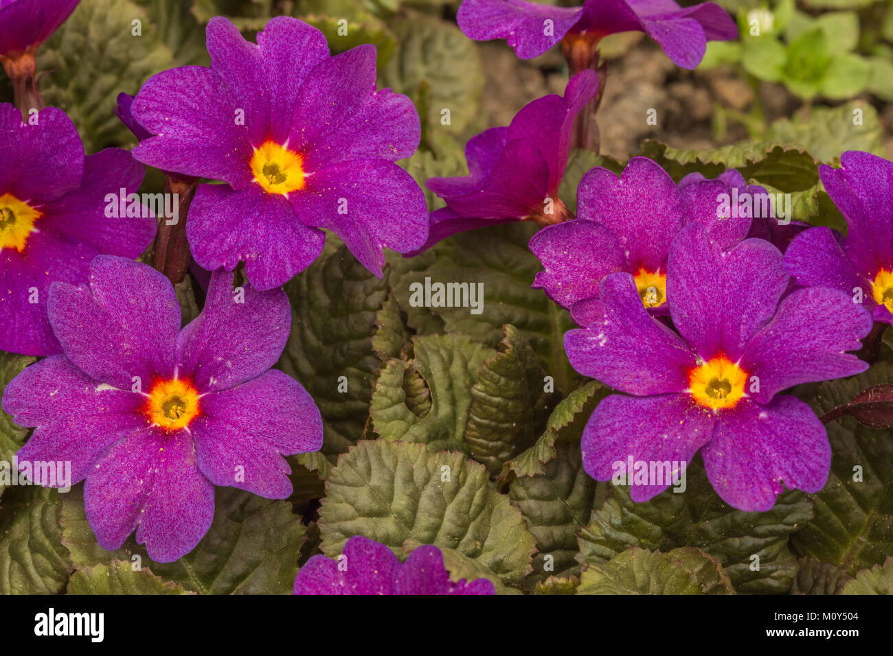 Cortusa primrose hi-res stock photography and images - Alamy