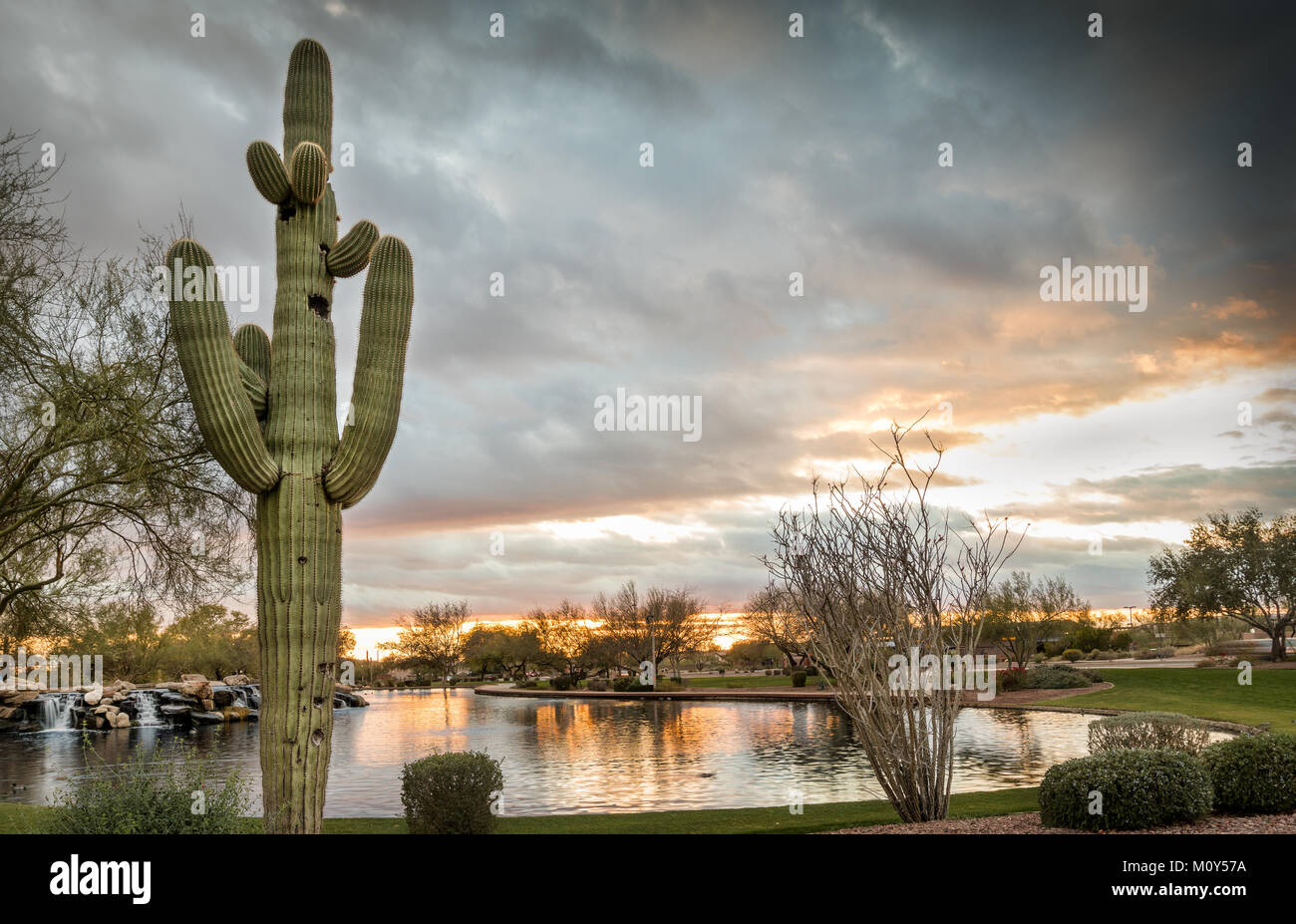 Cactus waterfall desert hi-res stock photography and images - Alamy