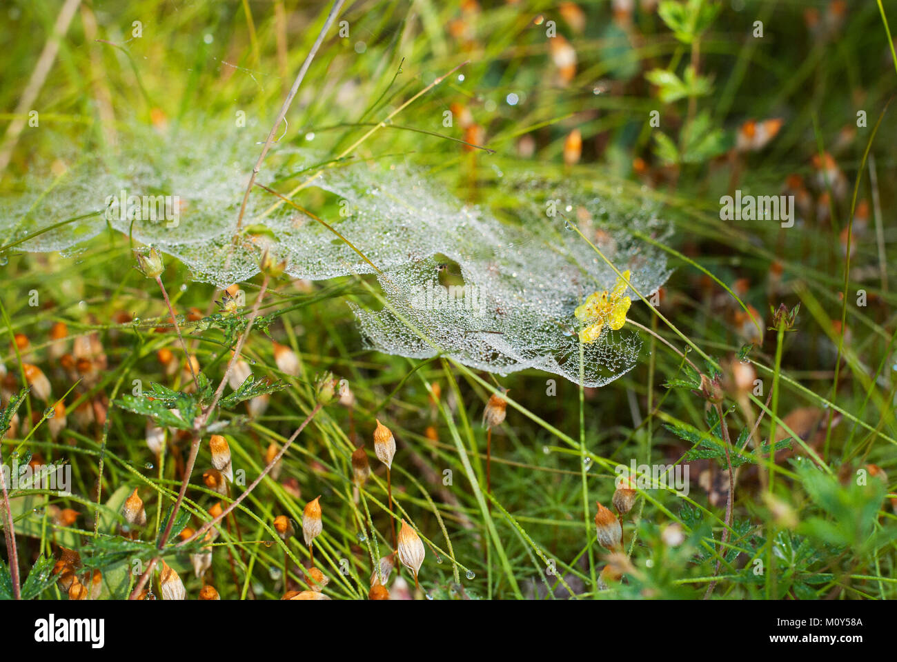 Spider web on grass covered with dew hi-res stock photography and ...