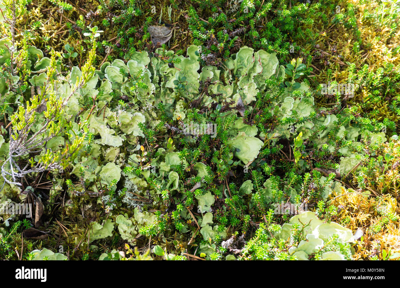 Vegetation of the tundra - dwarfish evergreen shrubs - heather and ...
