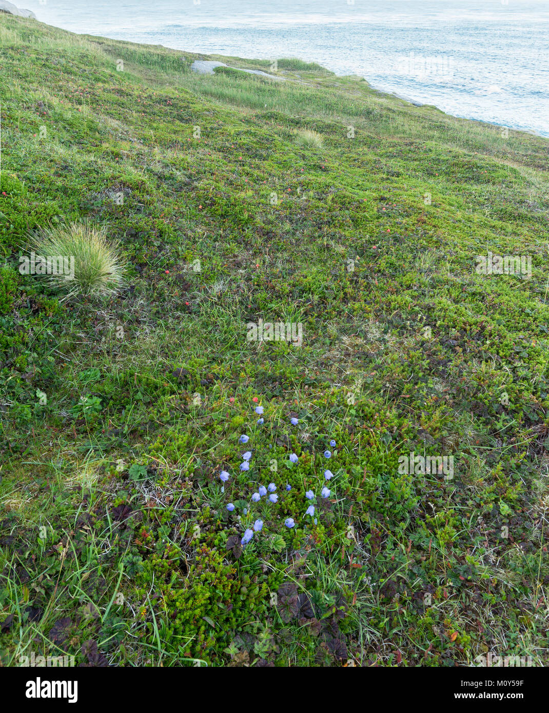 Ripe cloudberries and blue flowers on the island of Mageroya, Norway ...