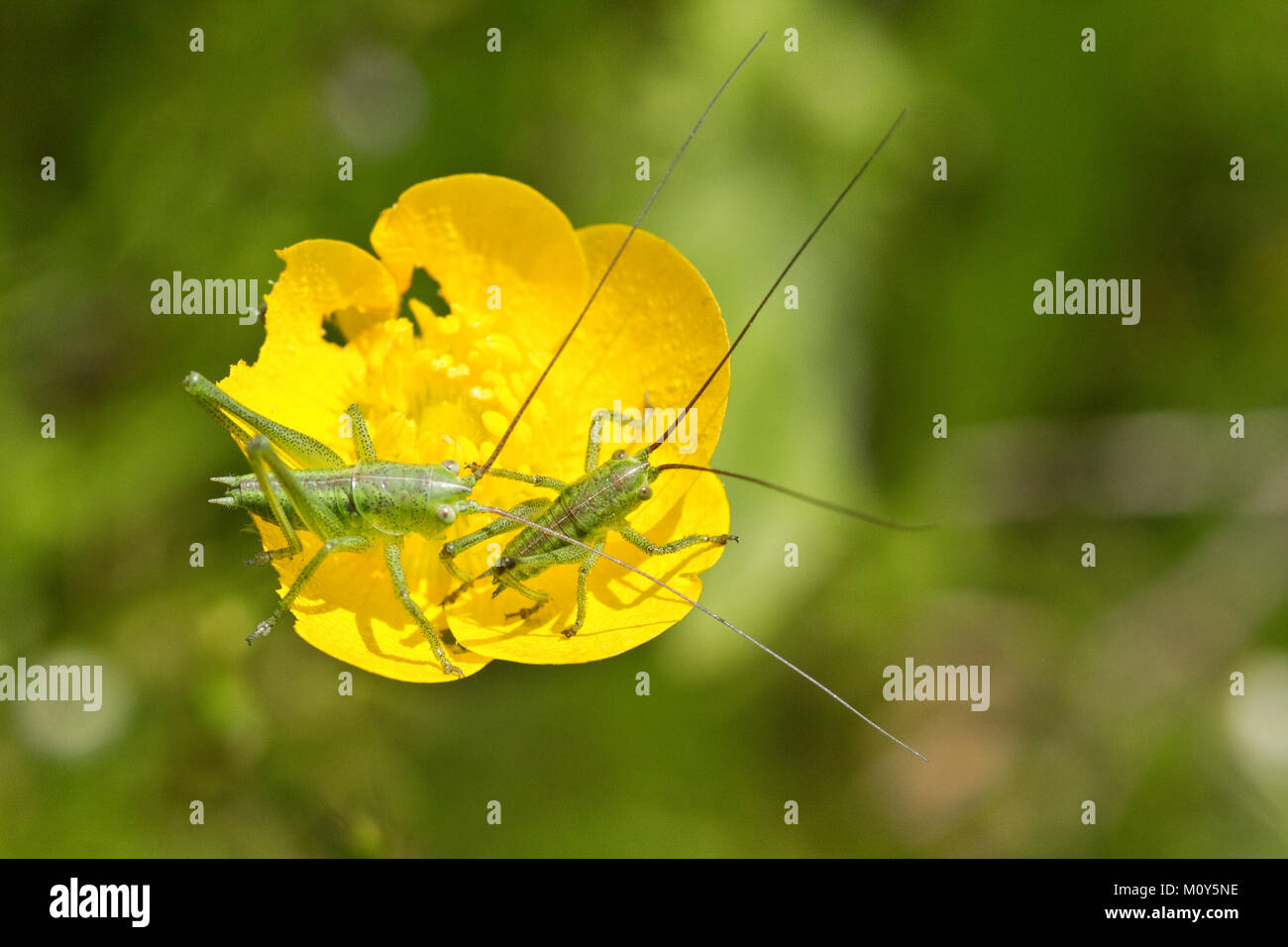Two Great Green Bush-crickets Stock Photo - Alamy