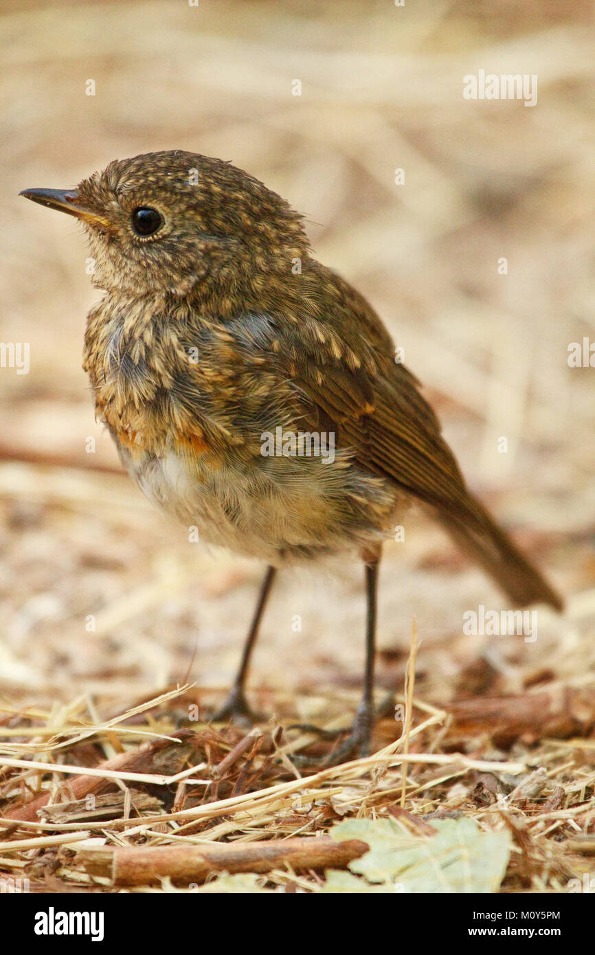 Young European Robin portrait Stock Photo - Alamy