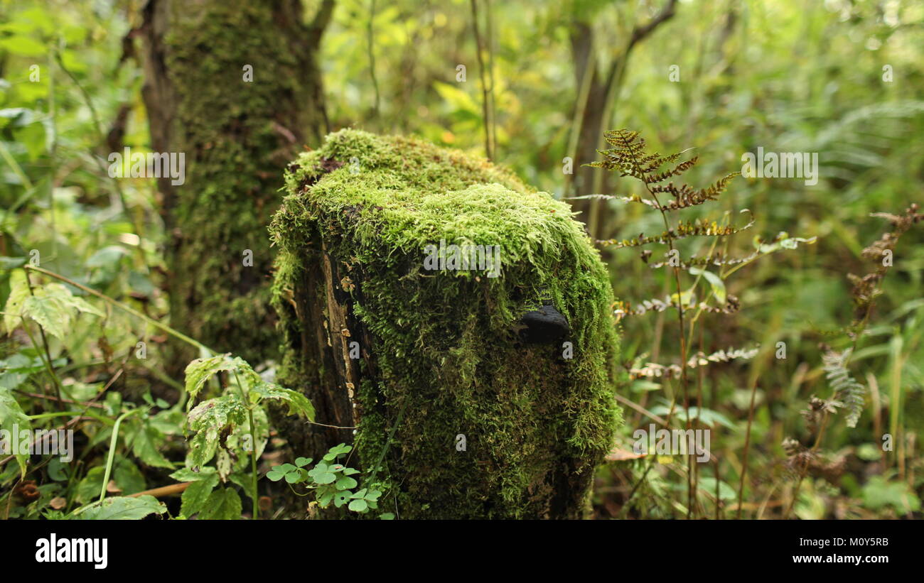 Moss covered tree stump in the forest Stock Photo - Alamy