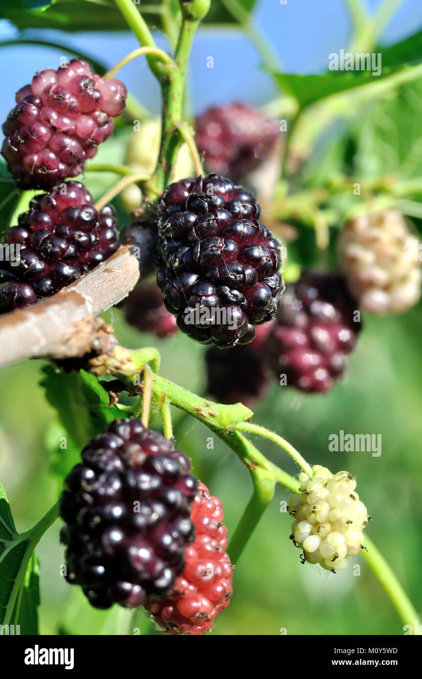 Black mulberry hi-res stock photography and images - Alamy
