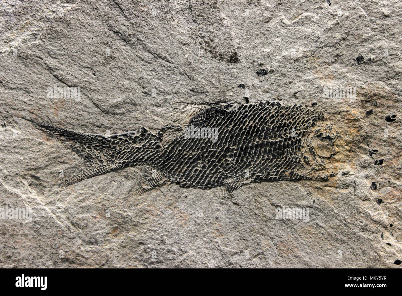 Prehistoric animals hi-res stock photography and images - Alamy