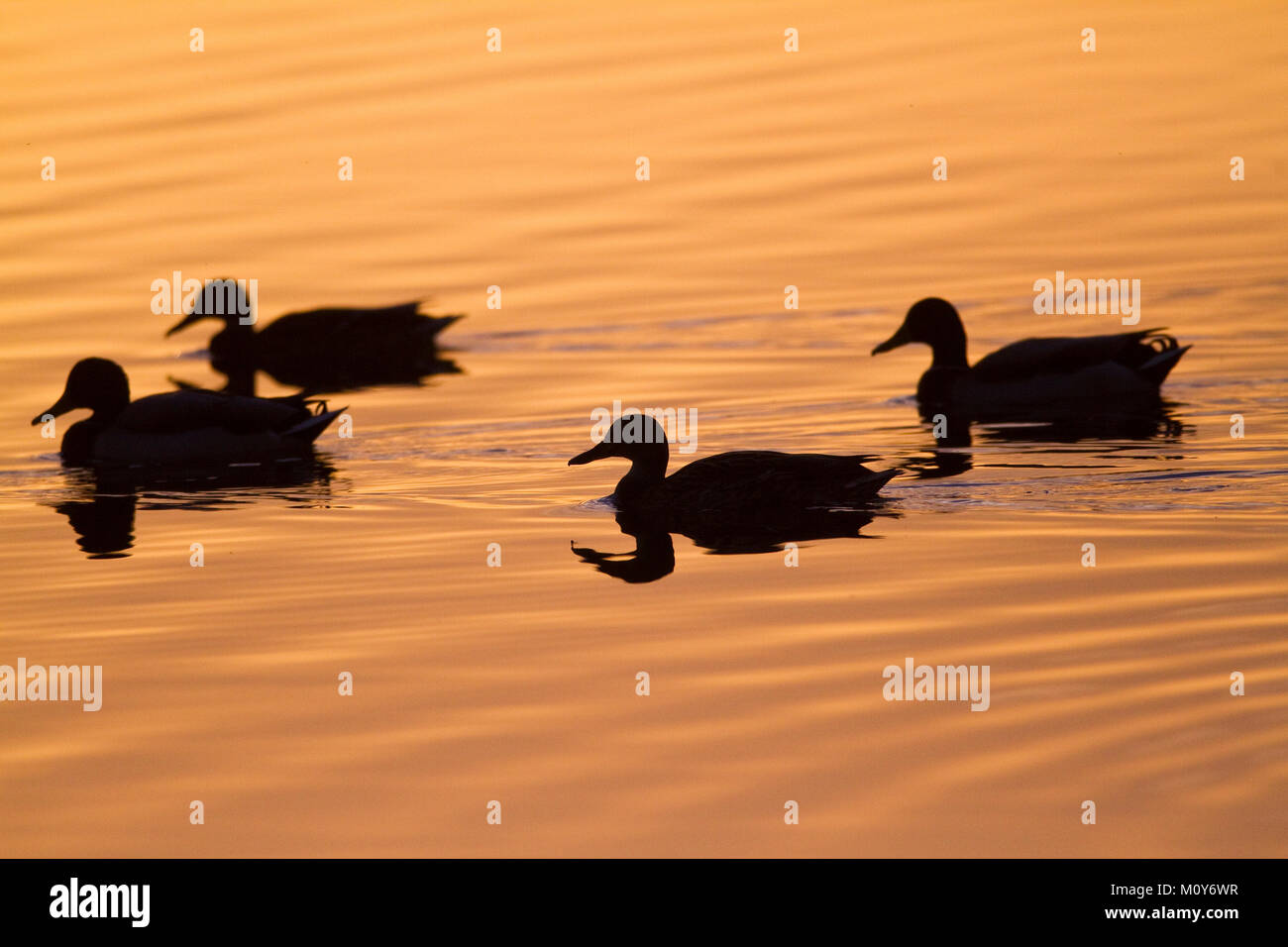 Mallard anas platyrhynchos silhouette sunset hi-res stock photography ...