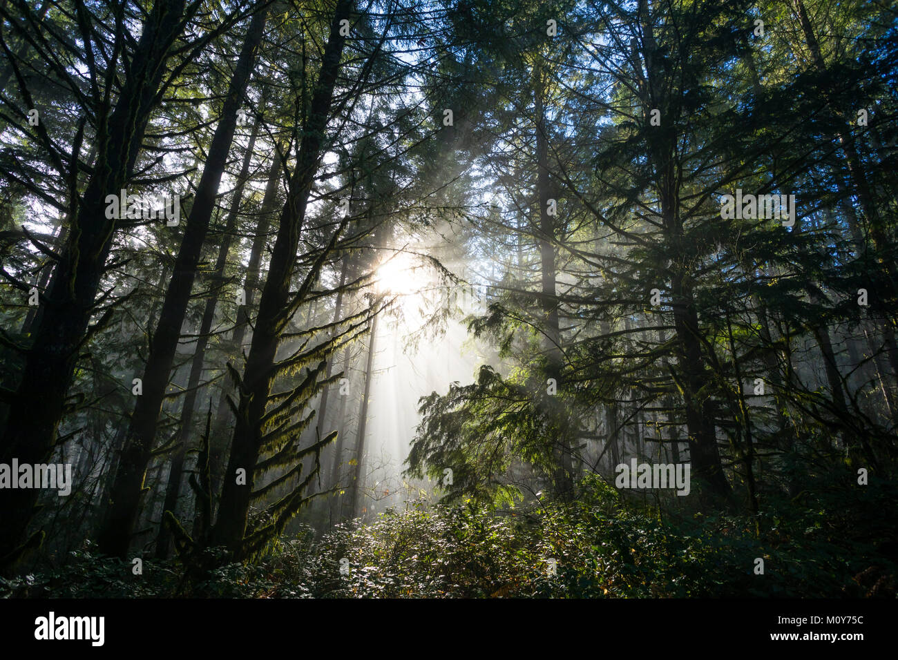 Sun Through Trees in Natural Oregon Landscape Stock Photo - Alamy
