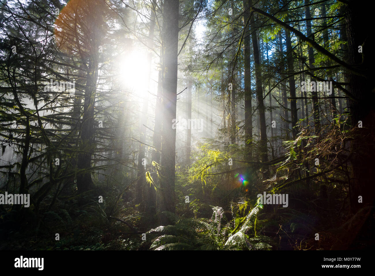 Sun Through Trees in Natural Oregon Landscape Stock Photo - Alamy
