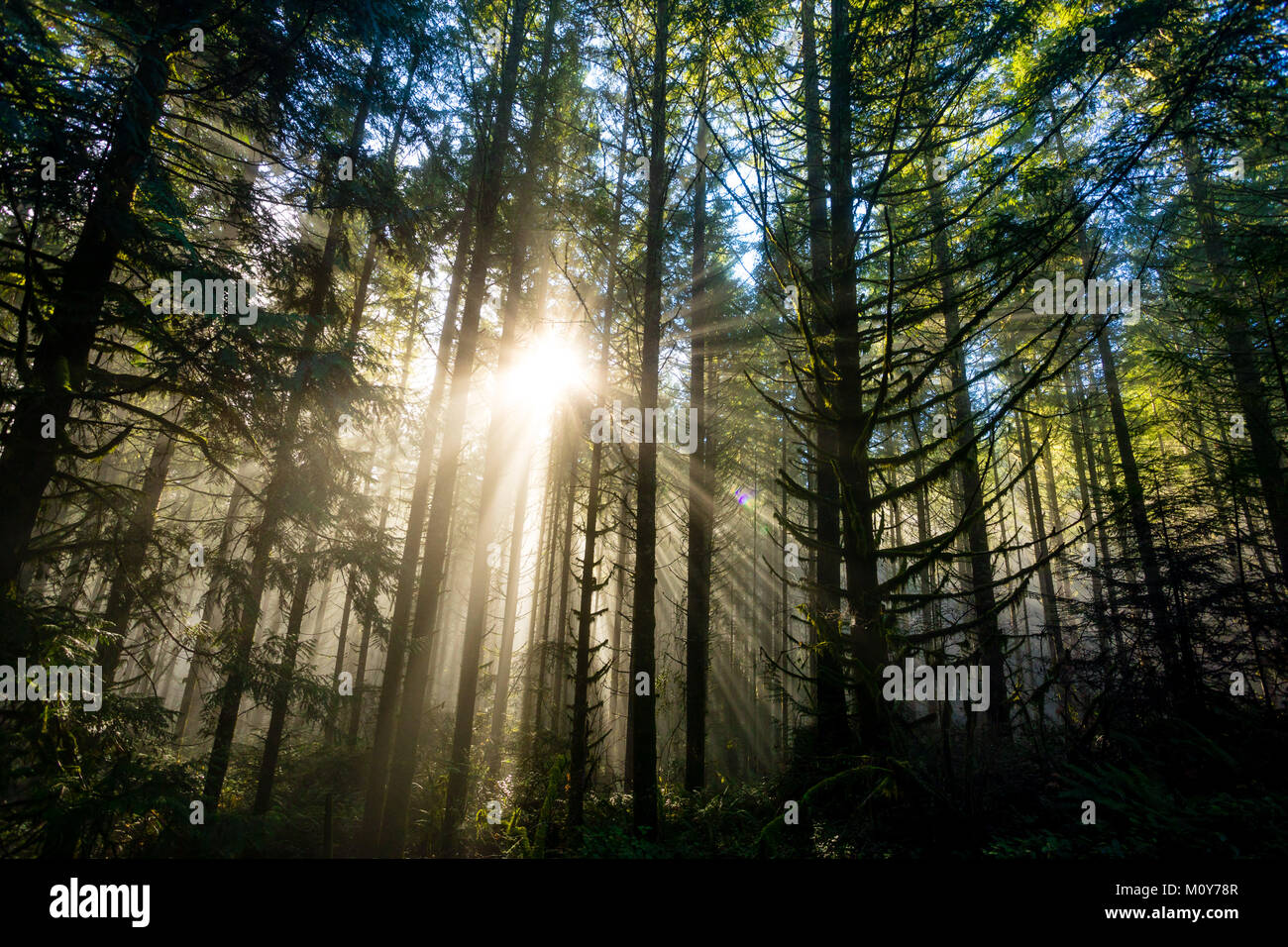 Sun Through Trees in Natural Oregon Landscape Stock Photo - Alamy