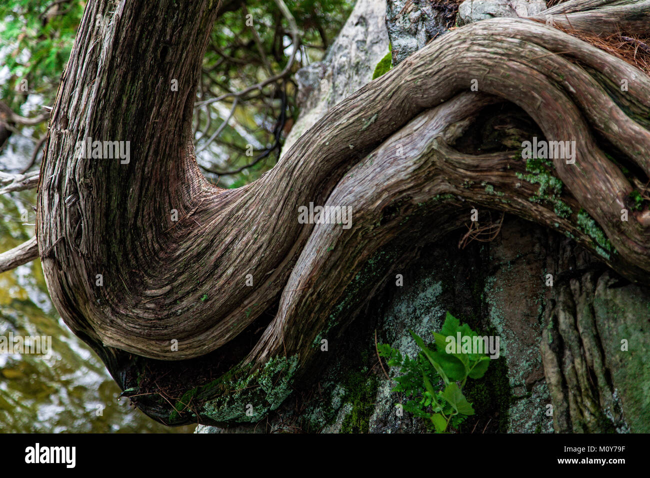 Curved tree hi-res stock photography and images - Alamy