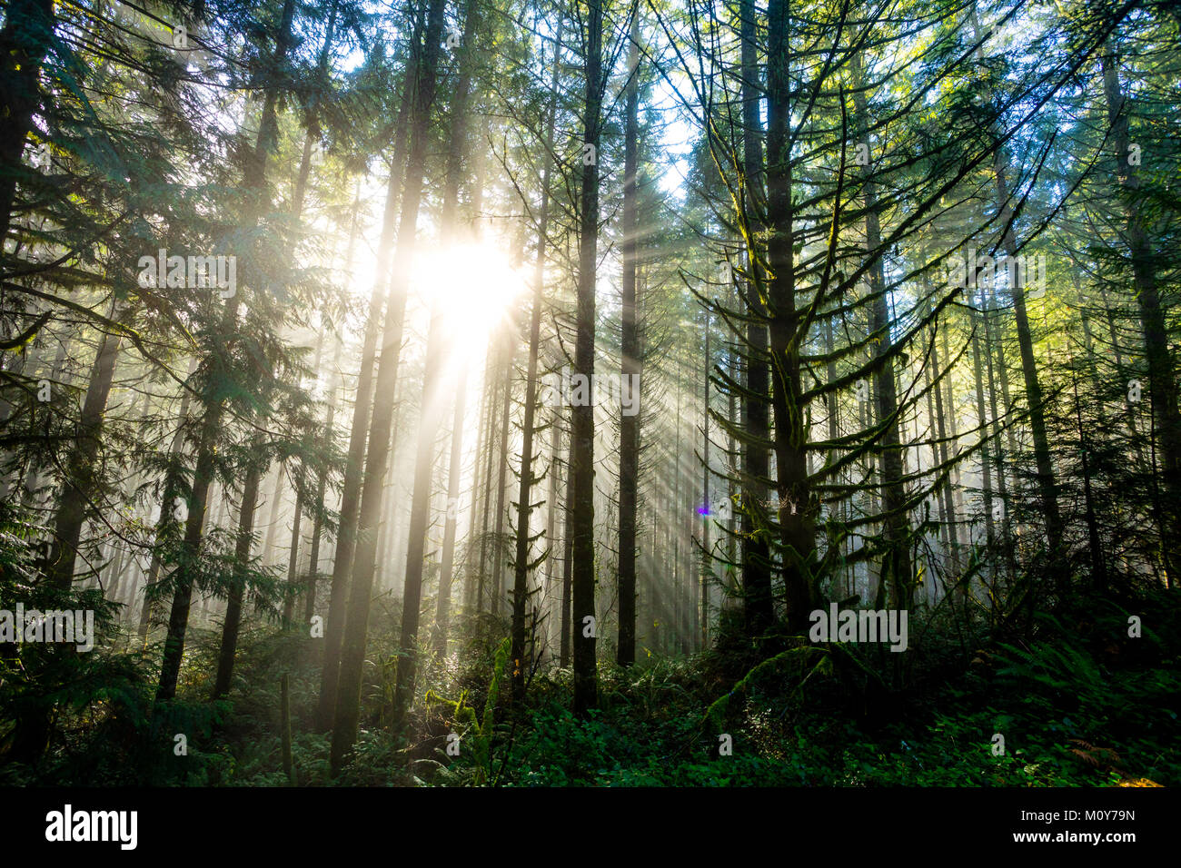 Sun Through Trees in Natural Oregon Landscape Stock Photo - Alamy