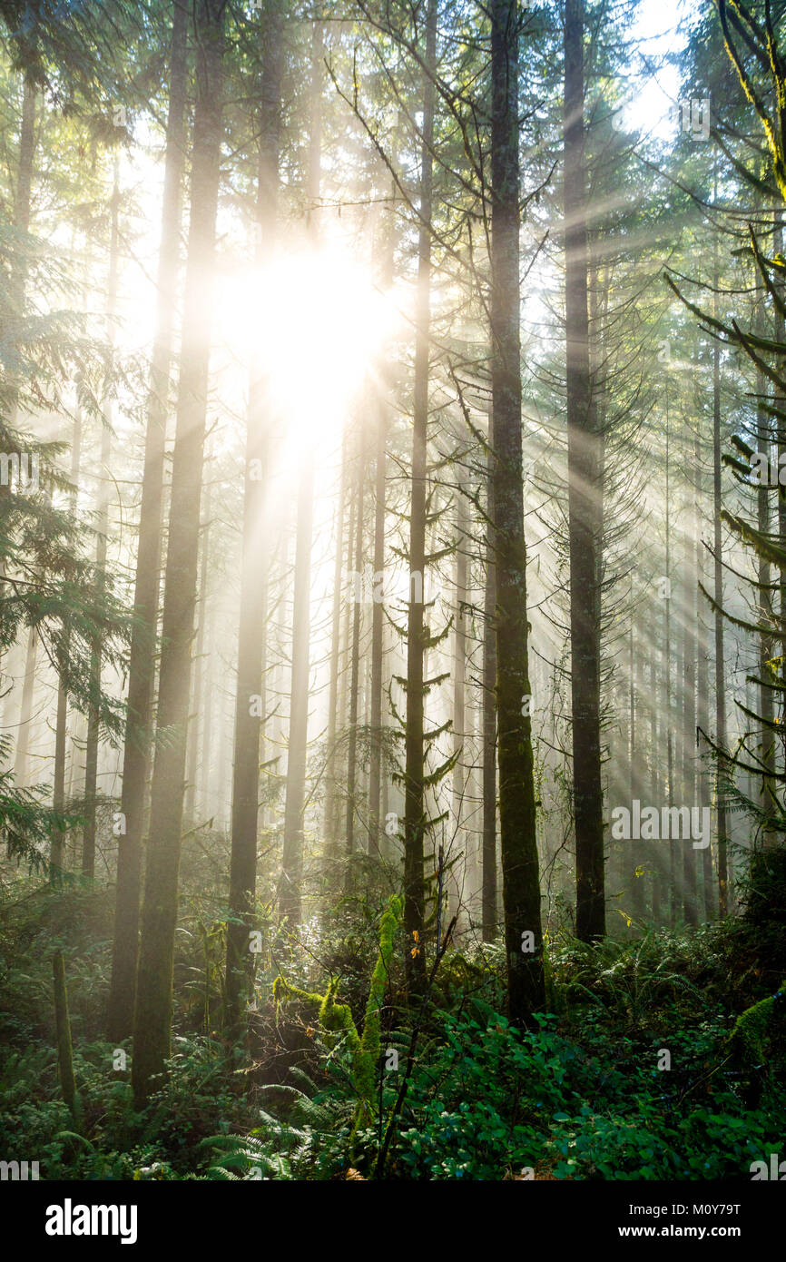 Sun Through Trees in Natural Oregon Landscape Stock Photo - Alamy