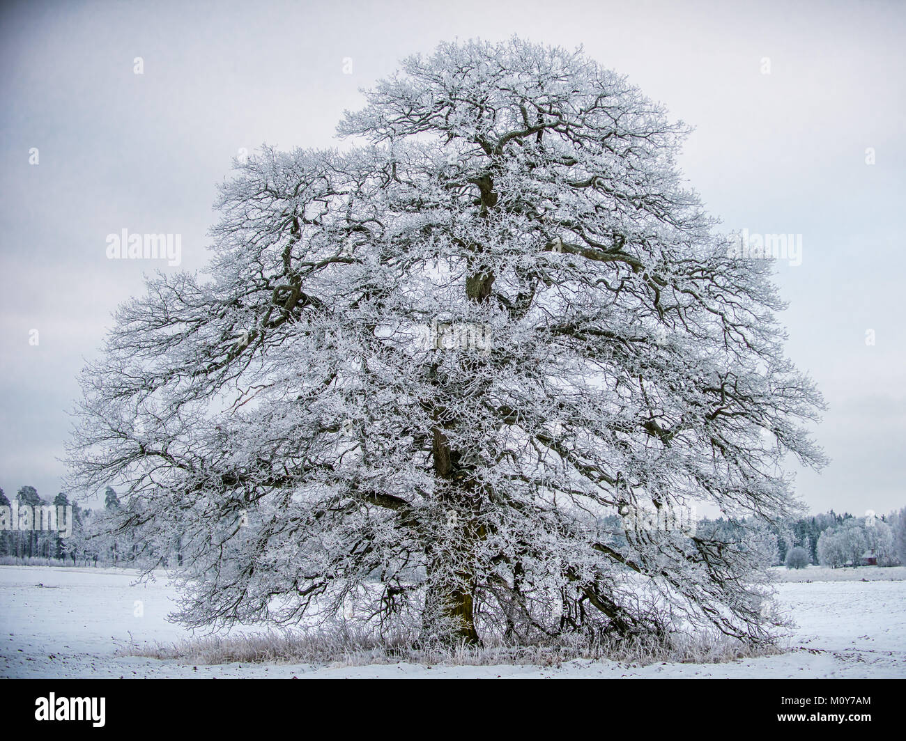 January scenery hi-res stock photography and images - Alamy