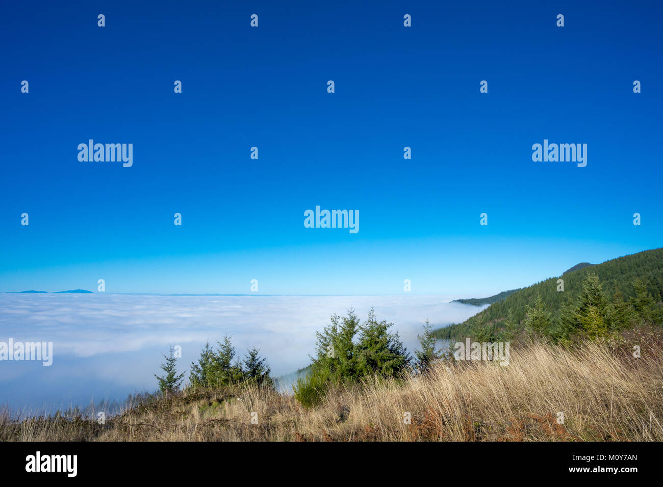 Above the Clouds in Coburg Hills of Oregon Stock Photo - Alamy