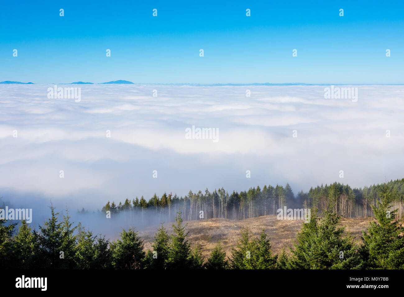 Above the Clouds in Coburg Hills of Oregon Stock Photo - Alamy