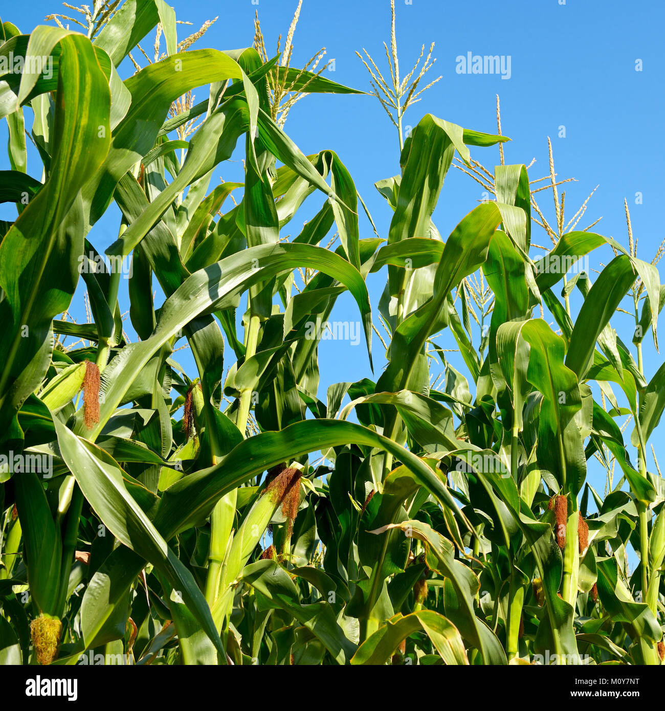 Fresh maize stalks on the blue sky background. Cornfield Stock Photo ...