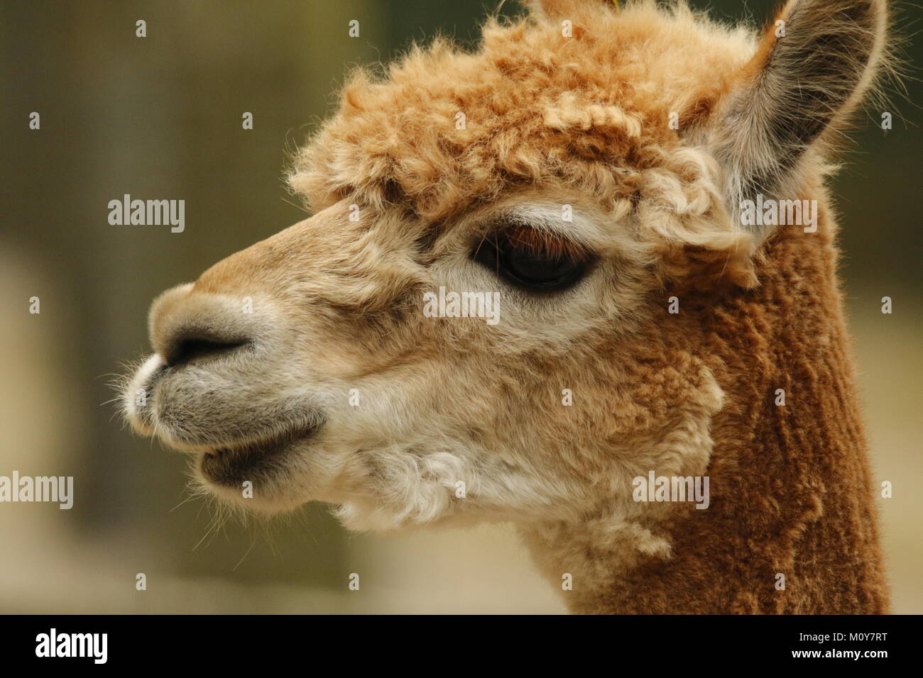 Alpaca lama head Stock Photo - Alamy
