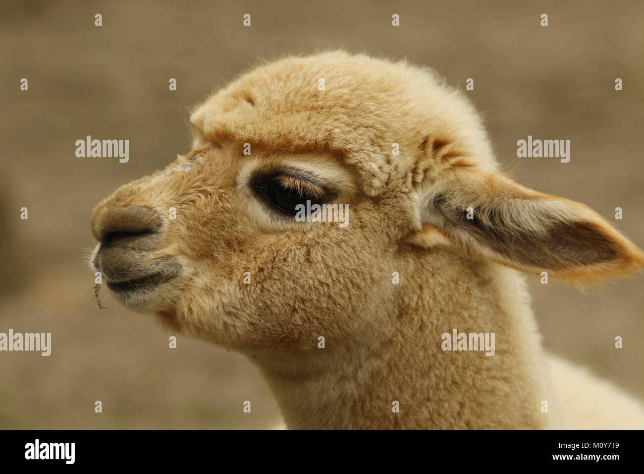 Alpaca lama head Stock Photo - Alamy