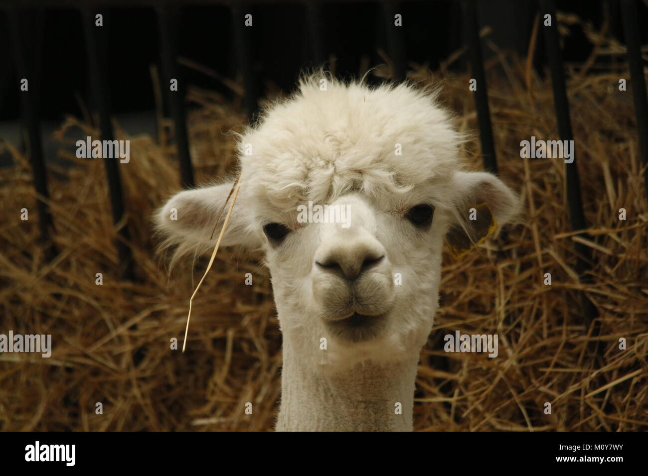 Alpaca lama head Stock Photo - Alamy