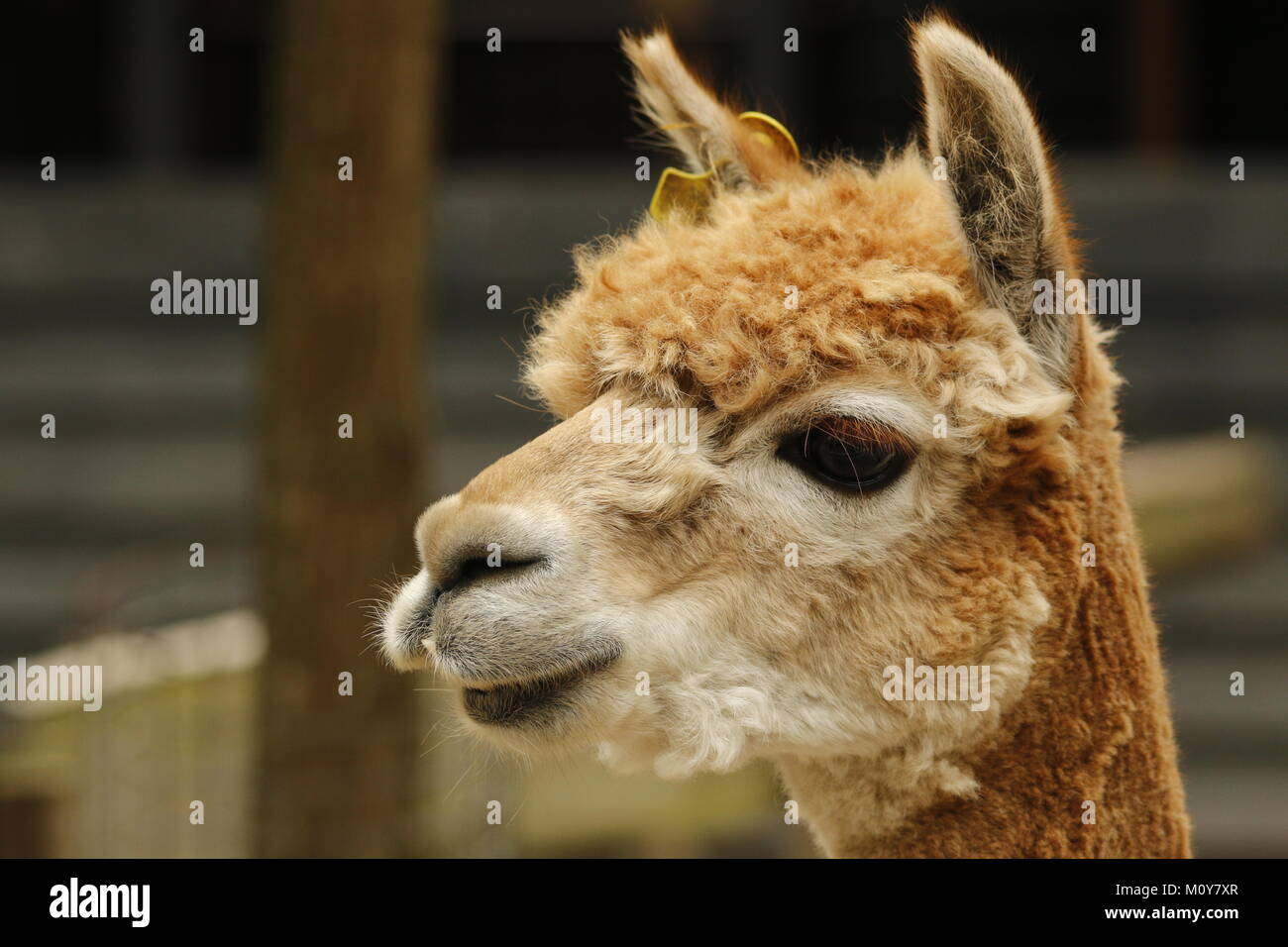 Alpaca lama head Stock Photo - Alamy