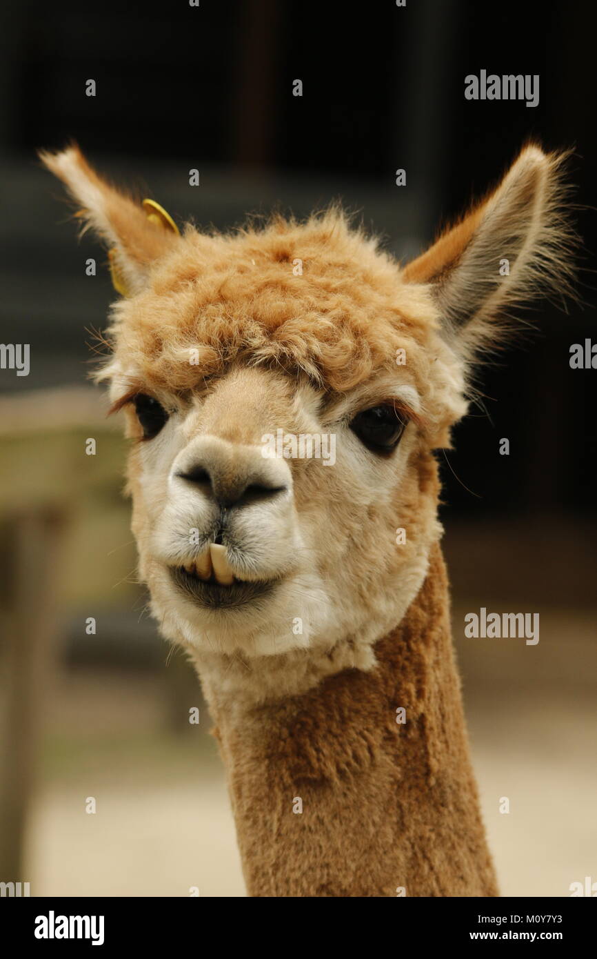 Alpaca lama head Stock Photo - Alamy