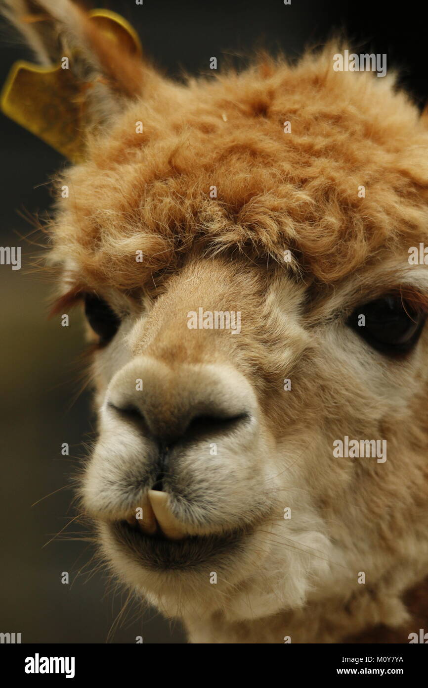 Alpaca lama head Stock Photo - Alamy