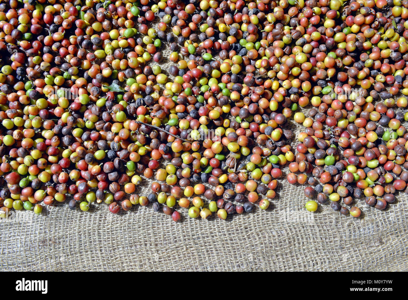 Coffee Beans Background. Coffee beans ripening Stock Photo - Alamy