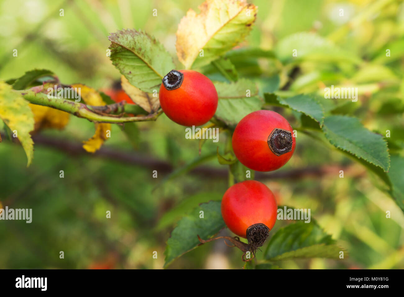 ripe rose hips on a branch closeup on a blurred background Stock Photo ...