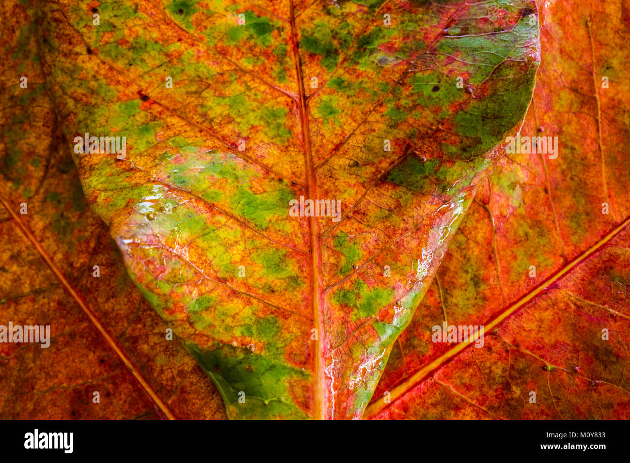 Bright Coloured leaf details and textures Stock Photo - Alamy