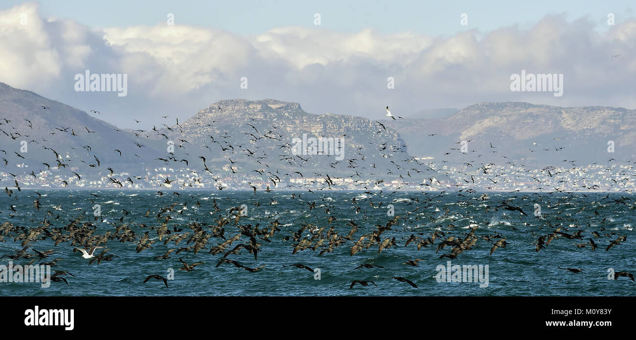 The Cape Cormorants (phalacrocorax capensis) catch fish at the ocean ...