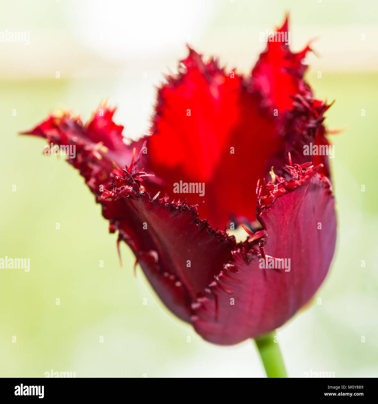 Red frilly edged tulip hi-res stock photography and images - Alamy